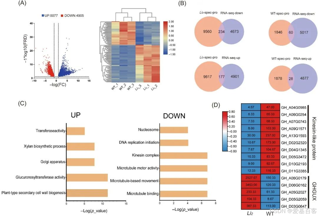 项目文章 | ATAC-seq和RNA-seq揭示棉花纤维伸长过程中的关键基因_cai, j., wu, z., song, z., et al., 2022. atac-seq -CSDN博客