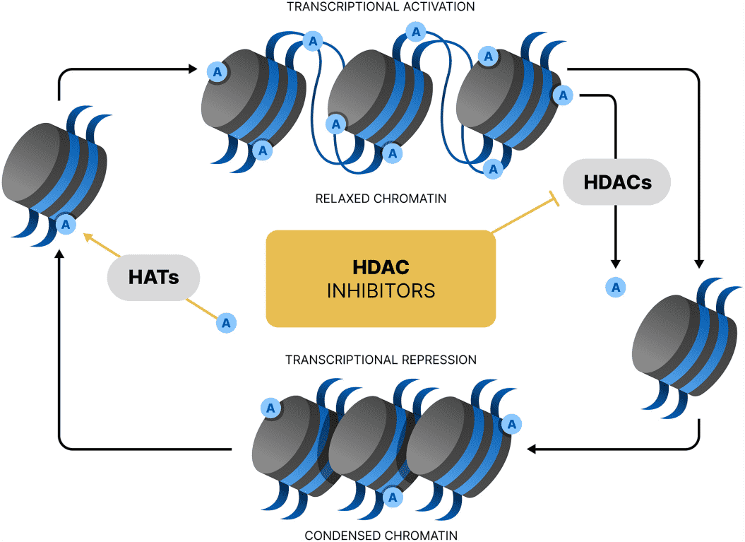AbMole小讲堂丨Vorinostat（SAHA,MK0683）：组蛋白去乙酰化酶（HDAC）抑制剂在表观遗传学、肿瘤和神经生物学中的应用 ...