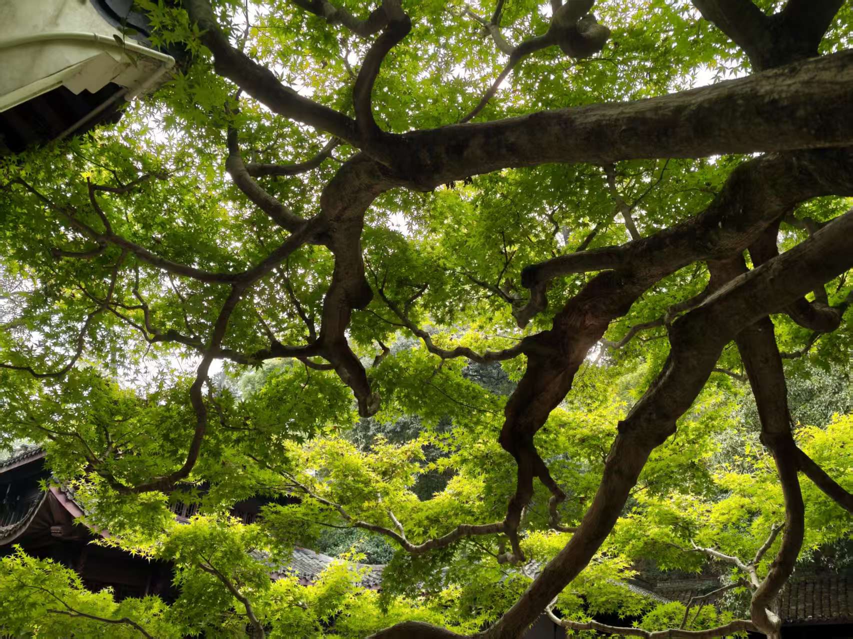 Claude Code 的使用_cc-switch-CSDN博客