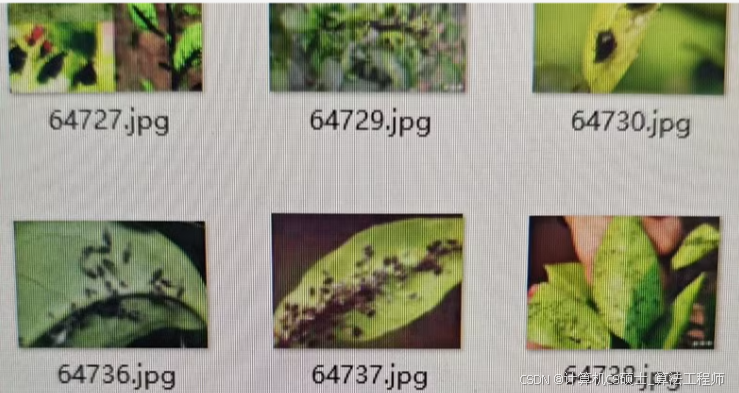 GitHub - QQ767172261/Use-YOLOv8-to-train-citrus-pest-classification-to-detect-citrus-pest ...