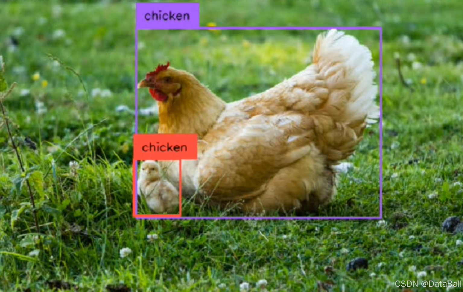 数据集-目标检测系列- 家禽 鸡 检测数据集 chicken＞＞ DataBall_chickendataset-CSDN博客