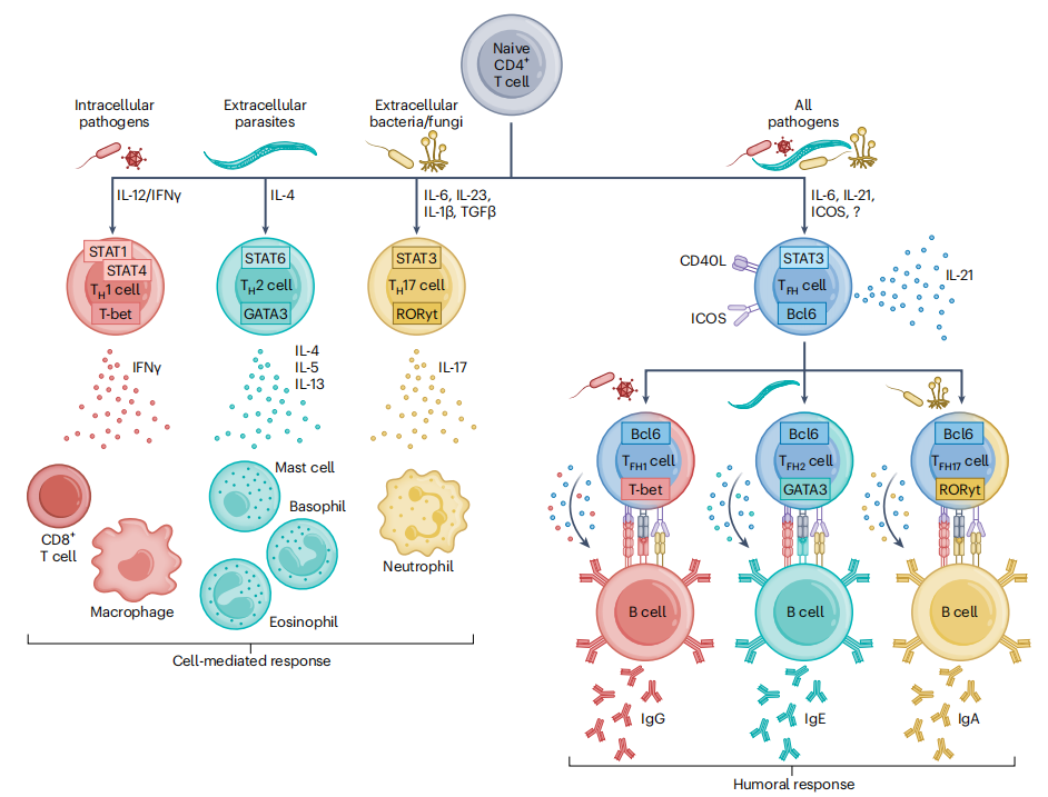 细胞毒性T细胞表面关键分子：CD4_cd4的相关研究更复杂-CSDN博客