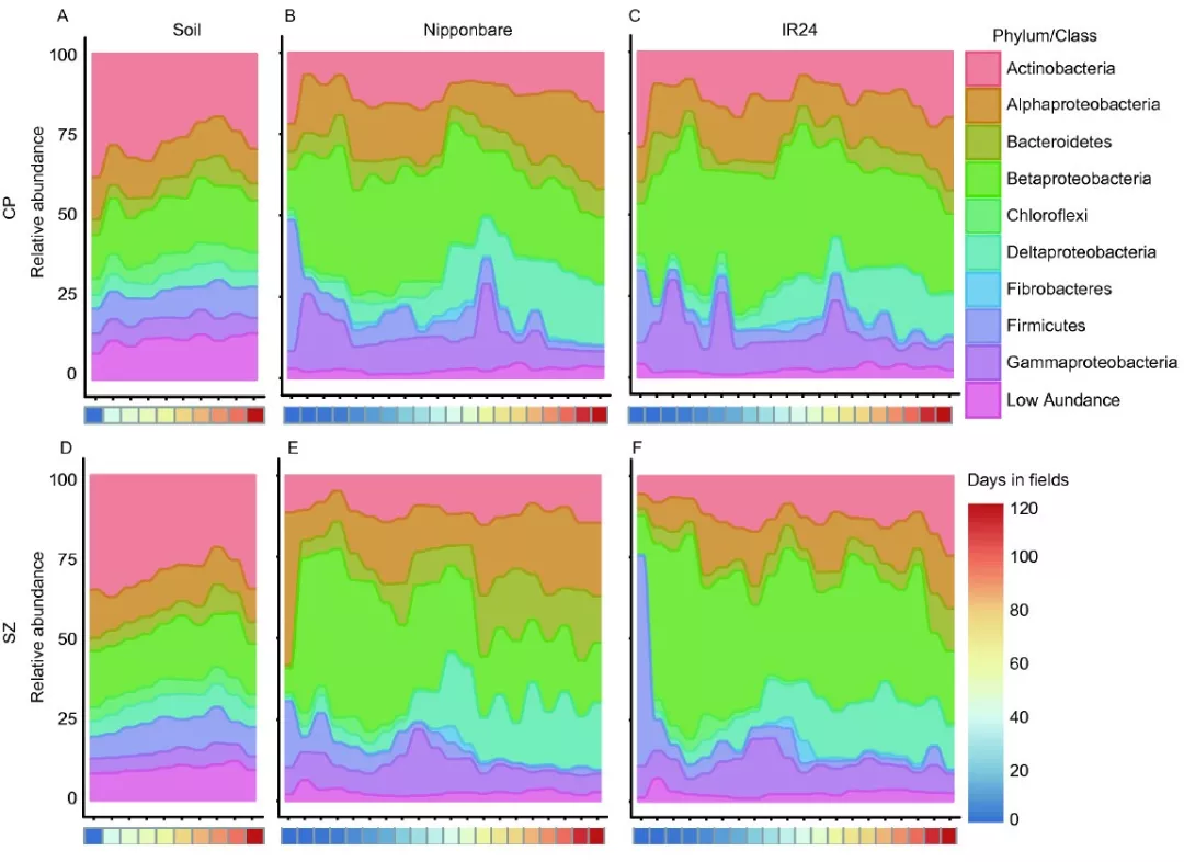 收藏|手把手带你重现菌群封面文章全部结果图表_r randomforest 肠道菌群-CSDN博客