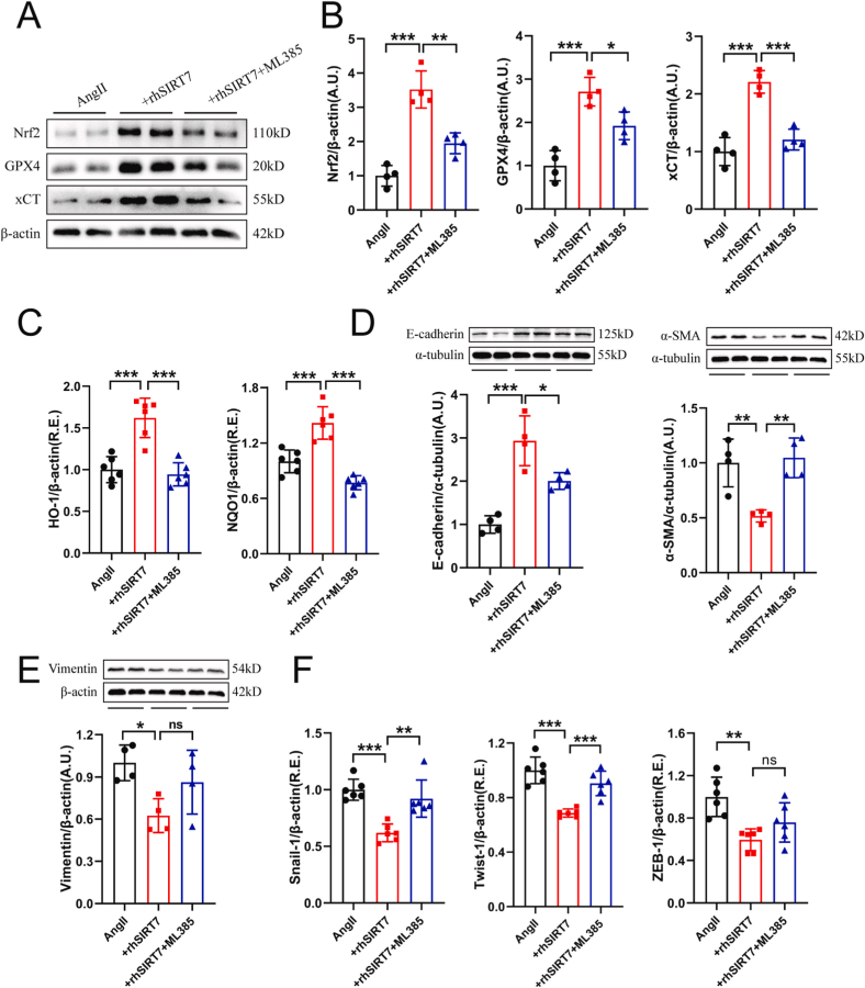 AbMole小课堂：从机制到应用，读懂Nrf2抑制剂ML385-CSDN博客