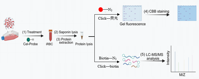靶点筛选技术——ABPP_rd-abpp-CSDN博客