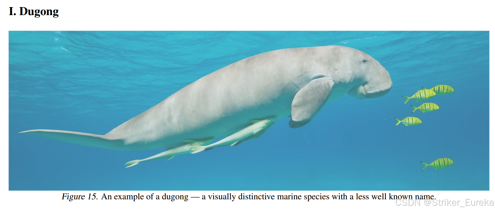 Multi-Modal Classifiers for Open-Vocabulary Object Detection论文解读——来自2023年ICML-CSDN博客