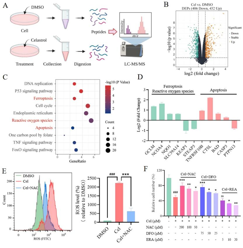 AbMole小课堂：Erastin—靶向System Xc⁻的铁死亡明星分子-CSDN博客