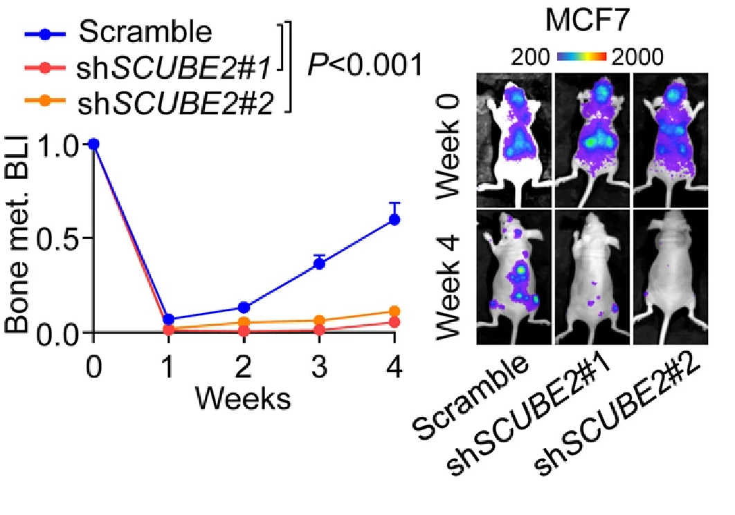 AbMole | D-Luciferin的作用机理及应用-CSDN博客