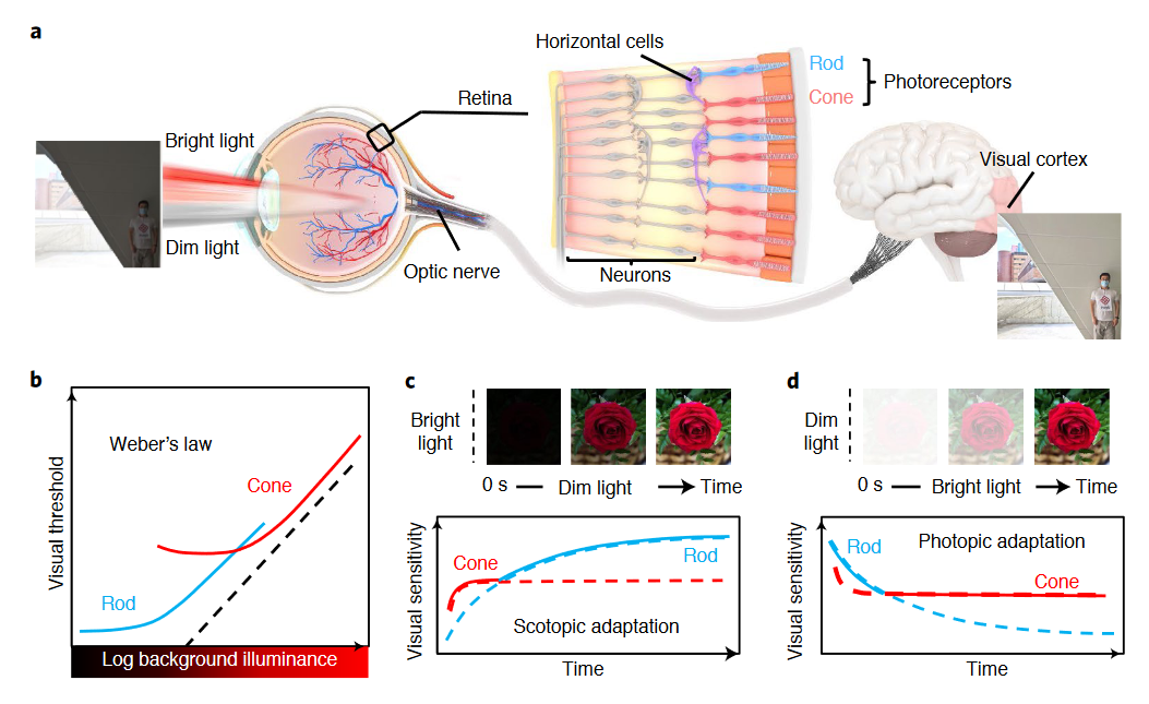 In-sensor Computing:感内计算-CSDN博客