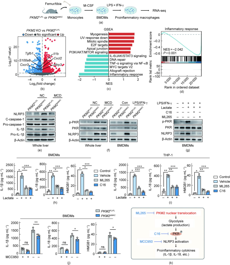 AbMole详解：PMA（佛波酯）在激活T细胞、诱导细胞分化、构建炎症模型上的应用_pma和离子霉素诱导aicd-CSDN博客