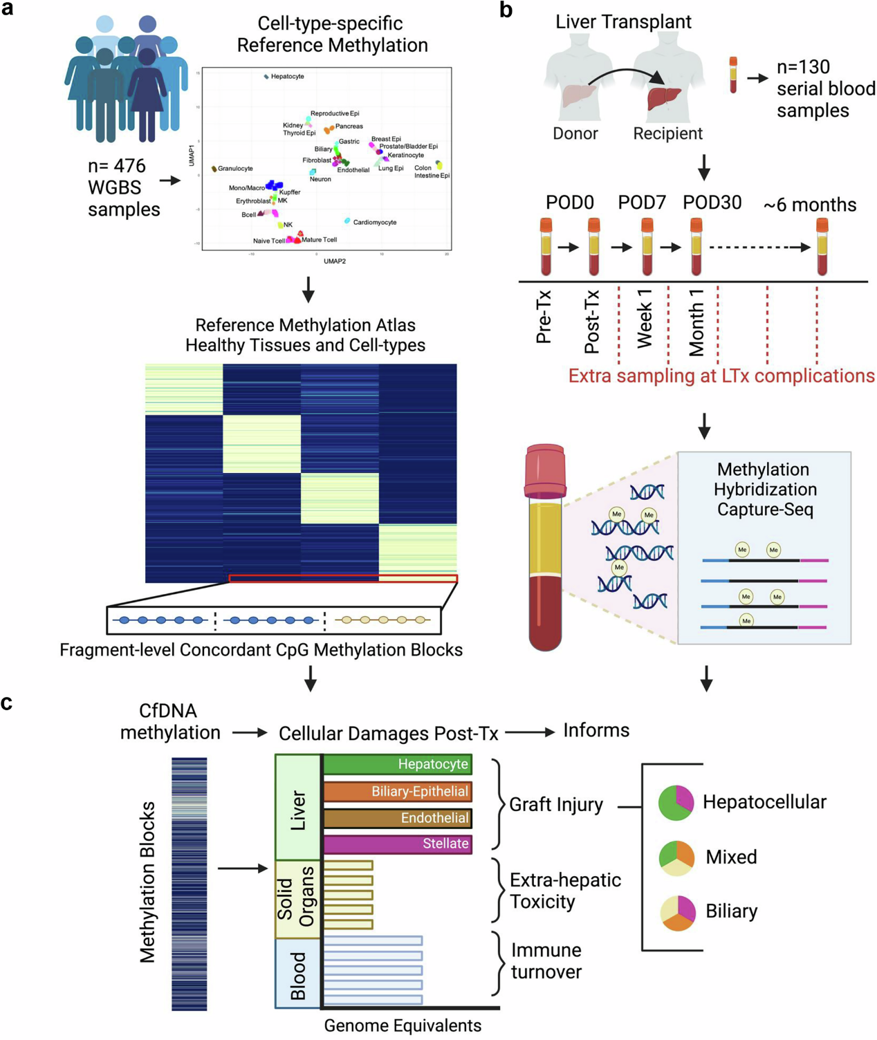易基因： cfWGBS揭示cfDNA甲基化模式追溯肝脏移植后同种异体移植物损伤的细胞来｜Nat Commun-CSDN博客