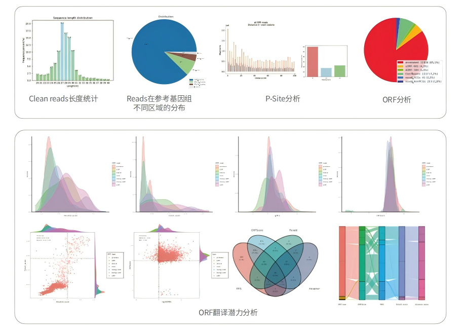 Ribo-seq—检测正在翻译的RNA信息 连接转录组学与蛋白质组学的桥梁_rip-seq报告 样品间相关性分析结果-CSDN博客