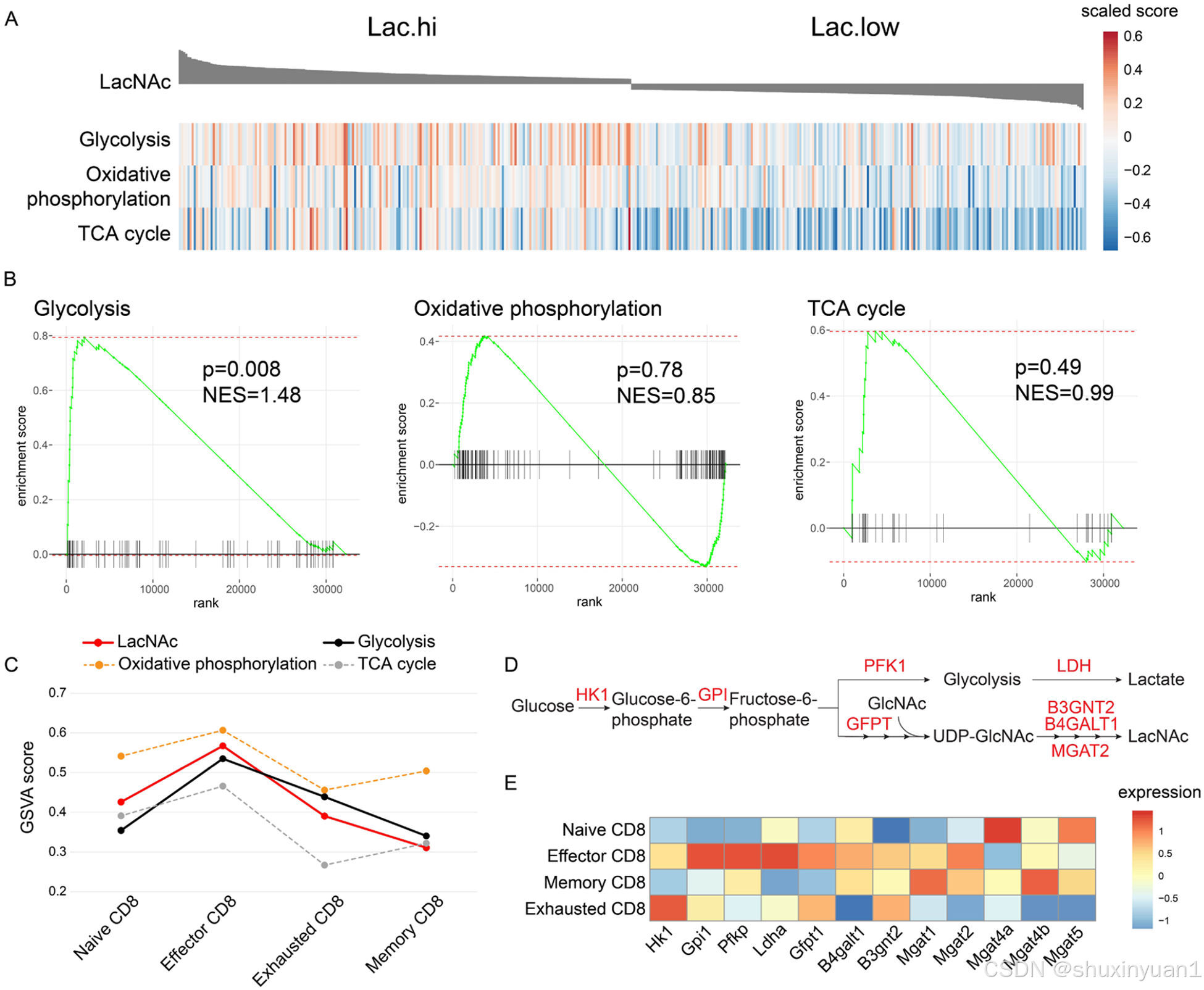 单细胞水平检测N-乙酰乳糖胺(LacNAc)的新型化学酶法与生信-CSDN博客