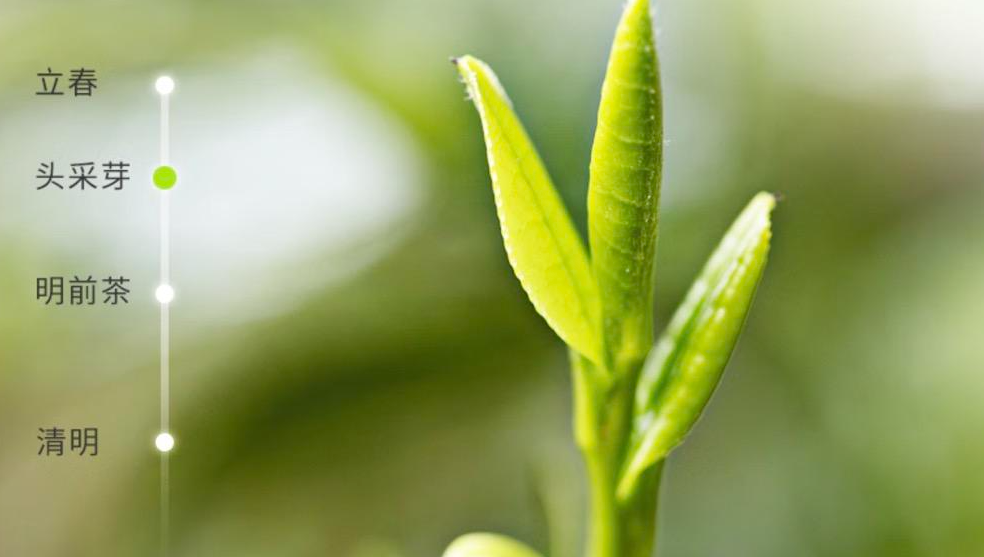 基于协同过滤推荐算法数据可视化大屏springbootvue的云南普洱茶叶商品推荐平台设计和实现源码lw部署讲解基于数据可视化大屏springbootvue的校园社团运营与