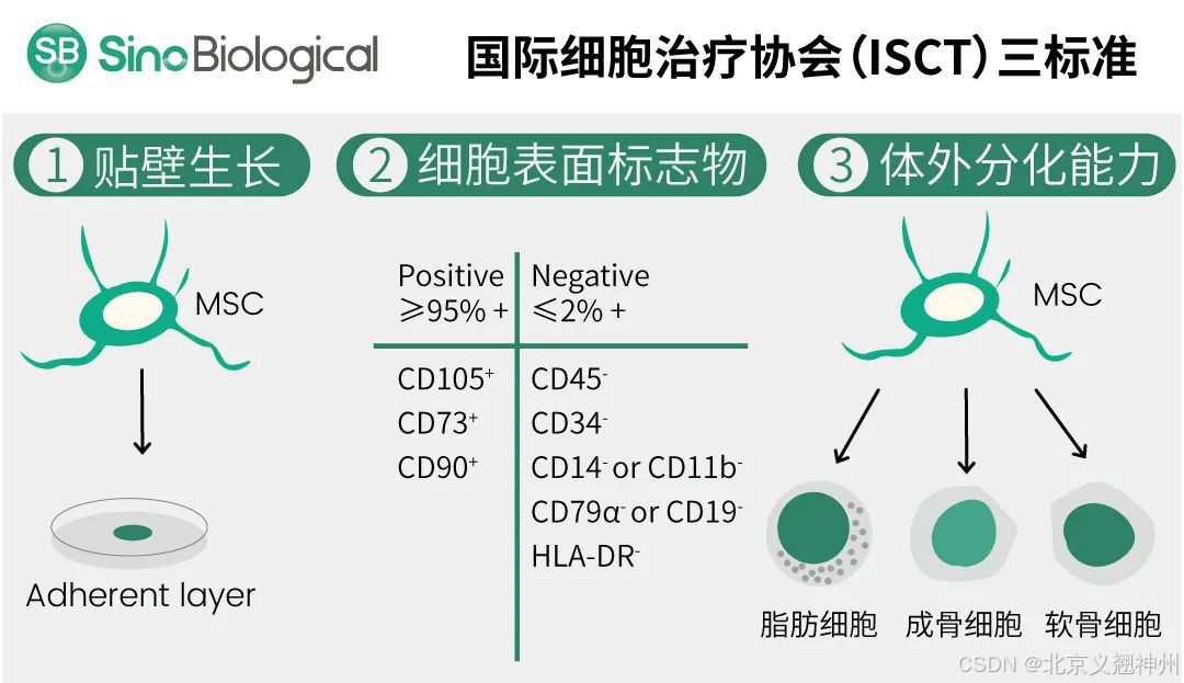 一文读懂间充质干细胞（MSCs）？难！看完这篇让你超越99%的人_mscs的免疫调节机制-CSDN博客