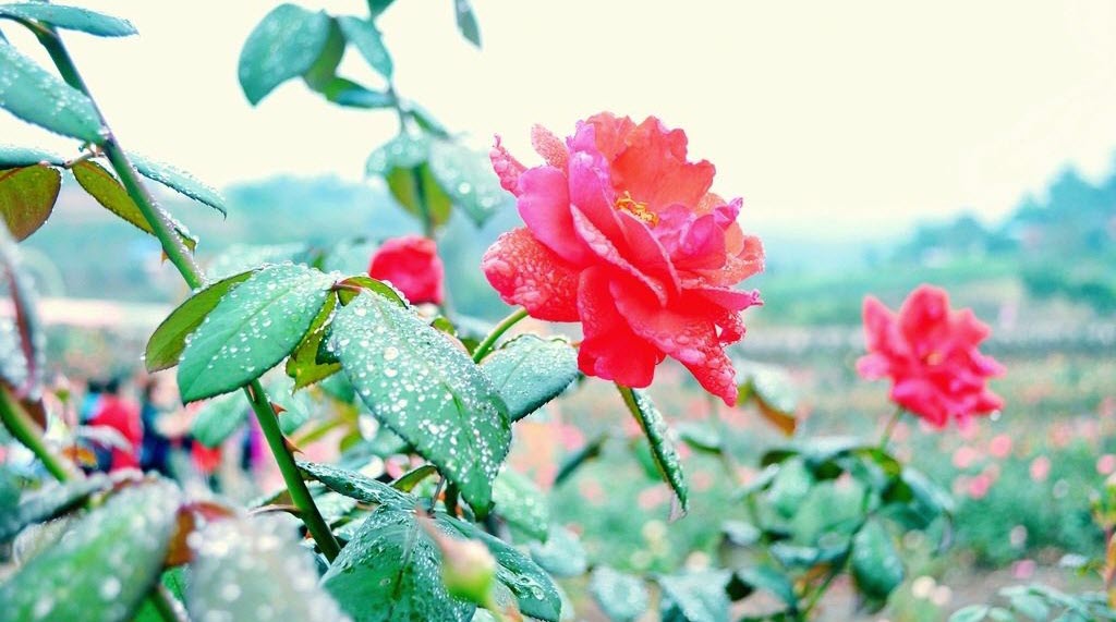 SPSS数据分析从小白到高手--SPSSAU与SPSS区别解析_spssau和spss的区别-CSDN博客