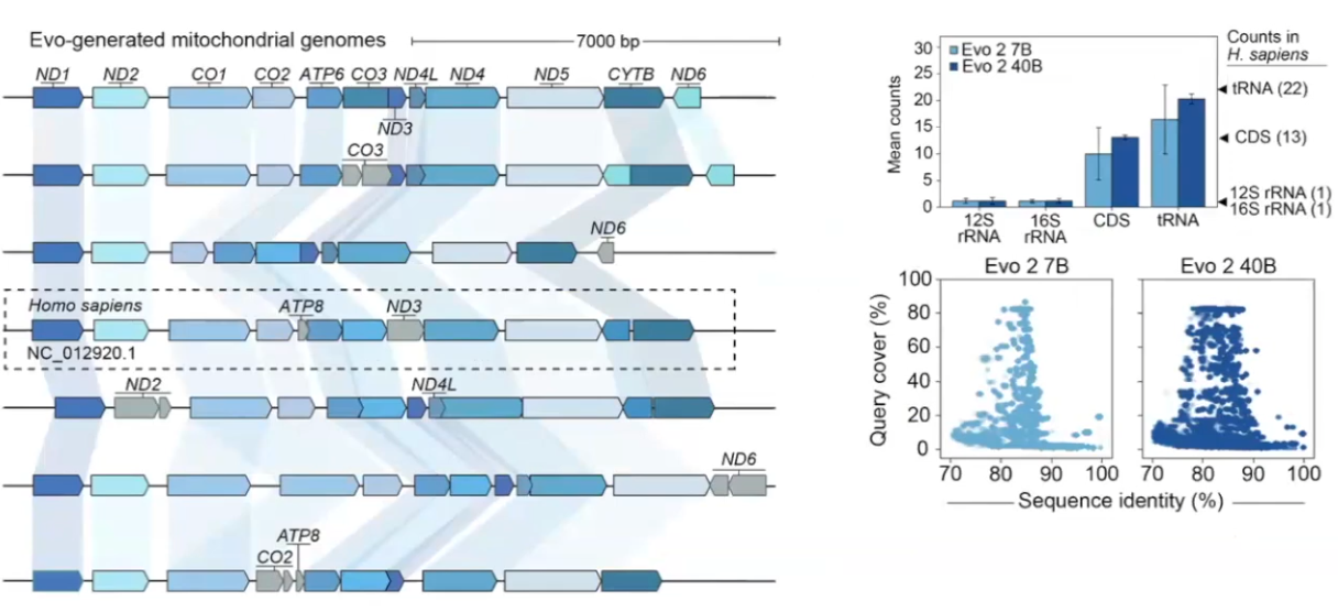 Evo2 论文讲解_基因 模型 evo2-CSDN博客