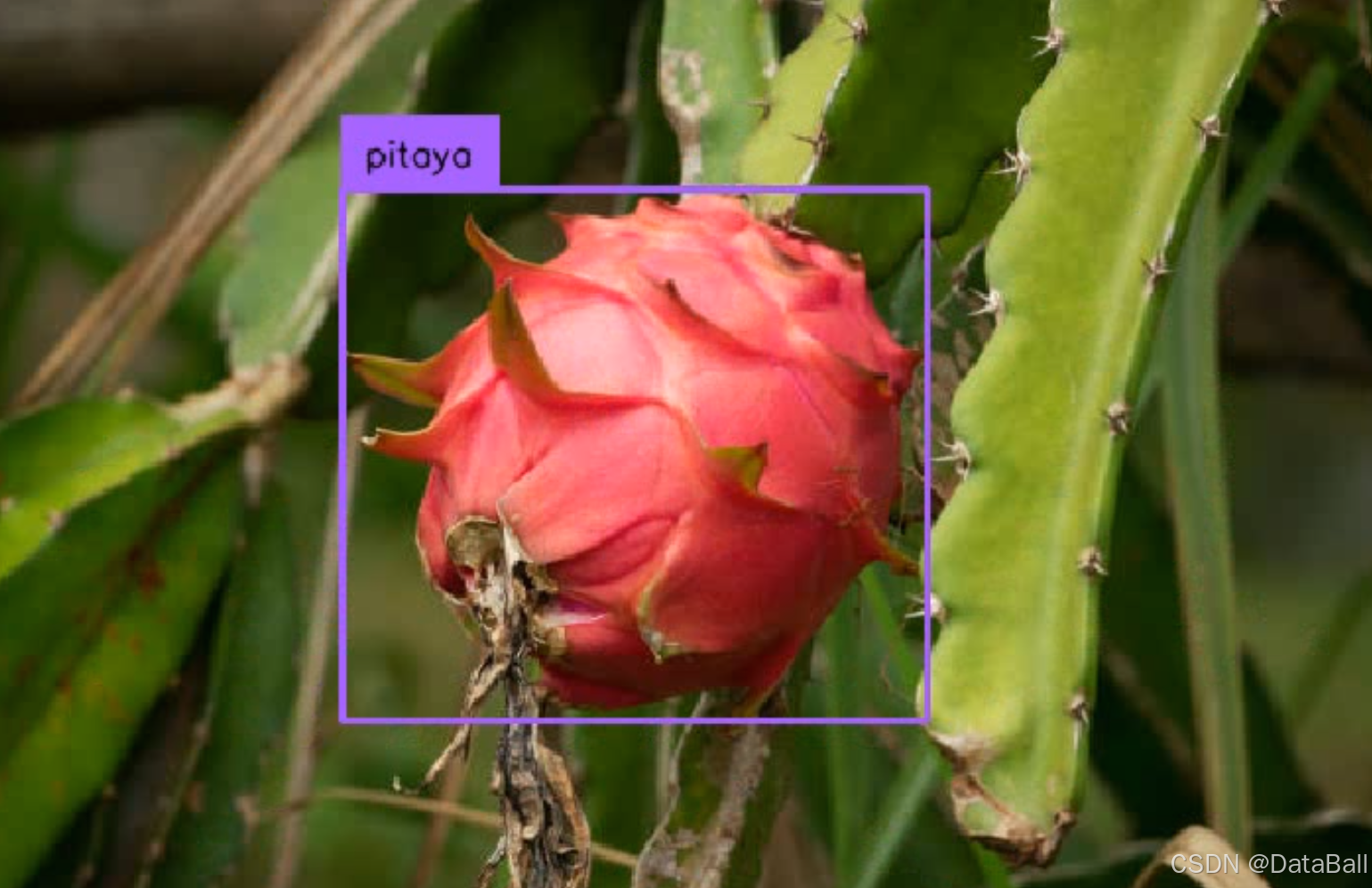 数据集-目标检测系列- 火龙果 检测数据集 pitaya ＞＞ DataBall_火龙果数据集-CSDN博客