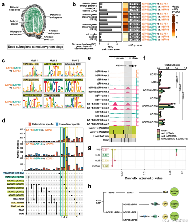 利用dDAP-seq技术解析转录因子的DNA结合特性-CSDN博客
