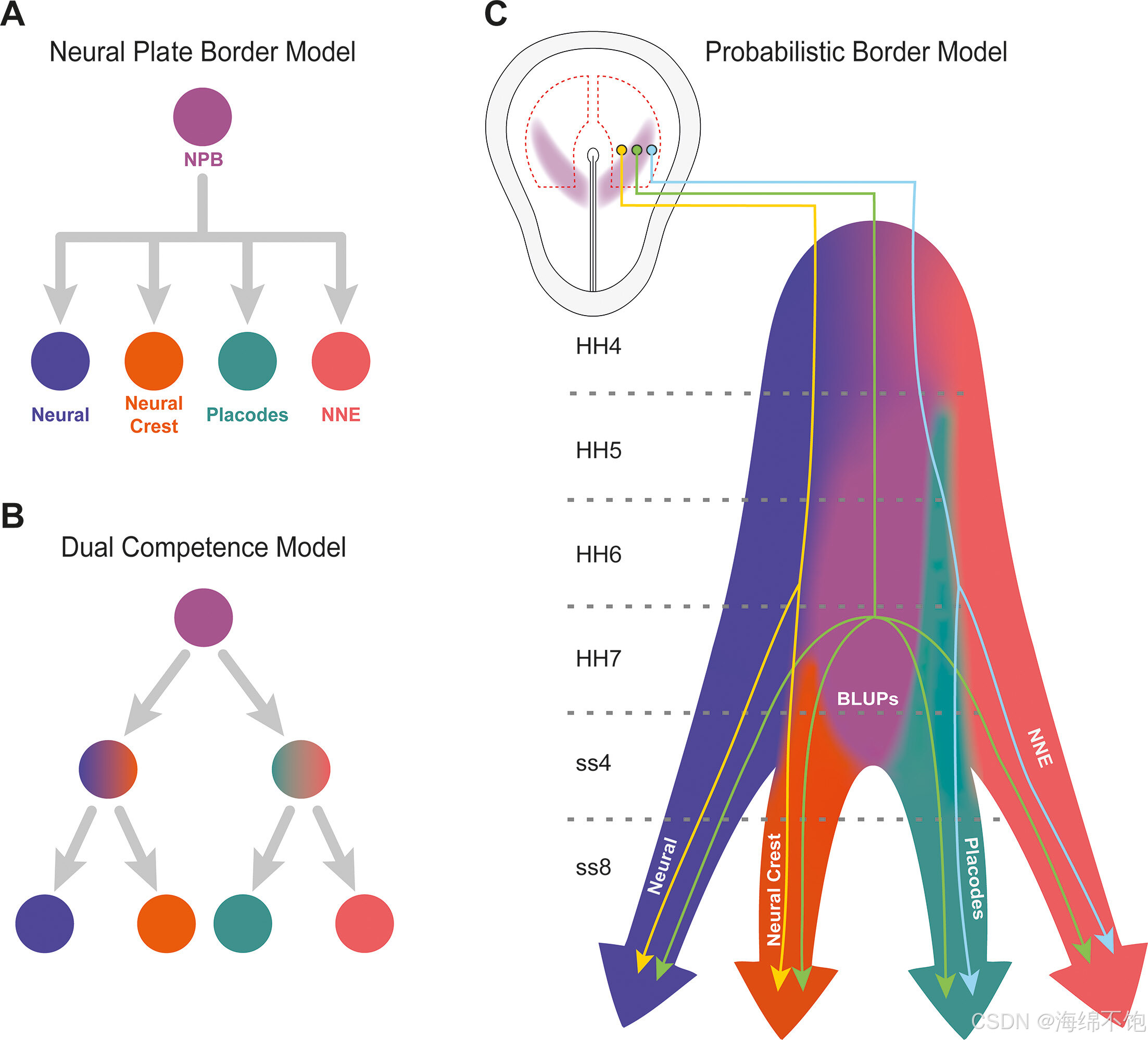 scRNA- sequencing in chick suggests a probabilistic model for cell fate ...