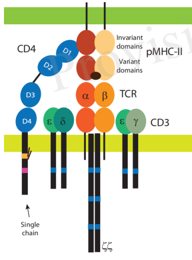 细胞毒性T细胞表面关键分子：CD4_cd4+t细胞表面表达哪些蛋白-CSDN博客