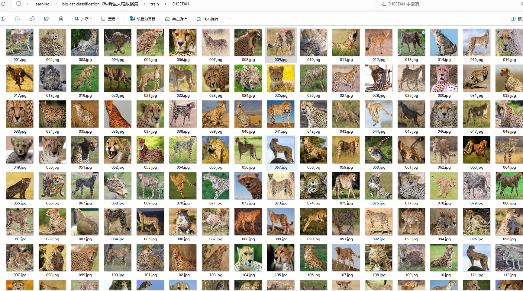 计算机视觉之图像分类：kaggle野生大猫数据集_10 big cats of the wild - image classification-CSDN博客