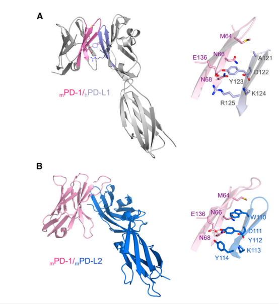 肿瘤逃逸开关PD-1/PD-L1_pd-1和pd-l1-CSDN博客