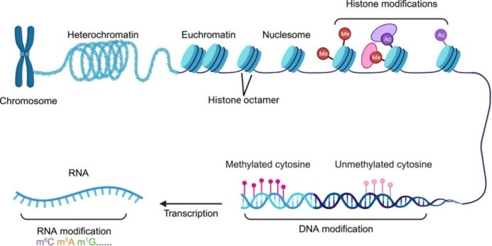 AbMole：那些在肿瘤代谢/表观遗传研究中的高引抑制剂-CSDN博客