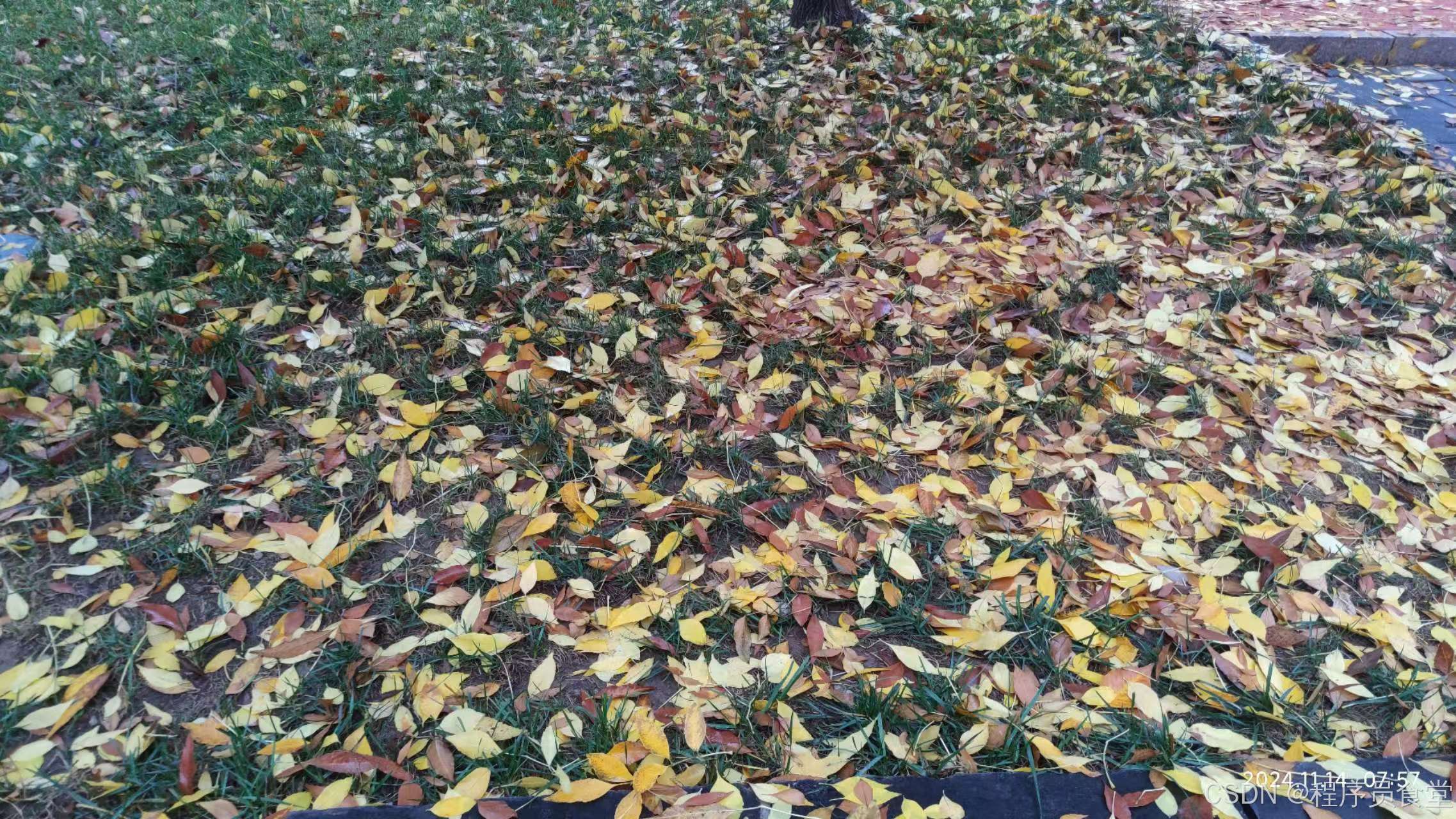 @Serial 注解学习_serial注解-CSDN博客