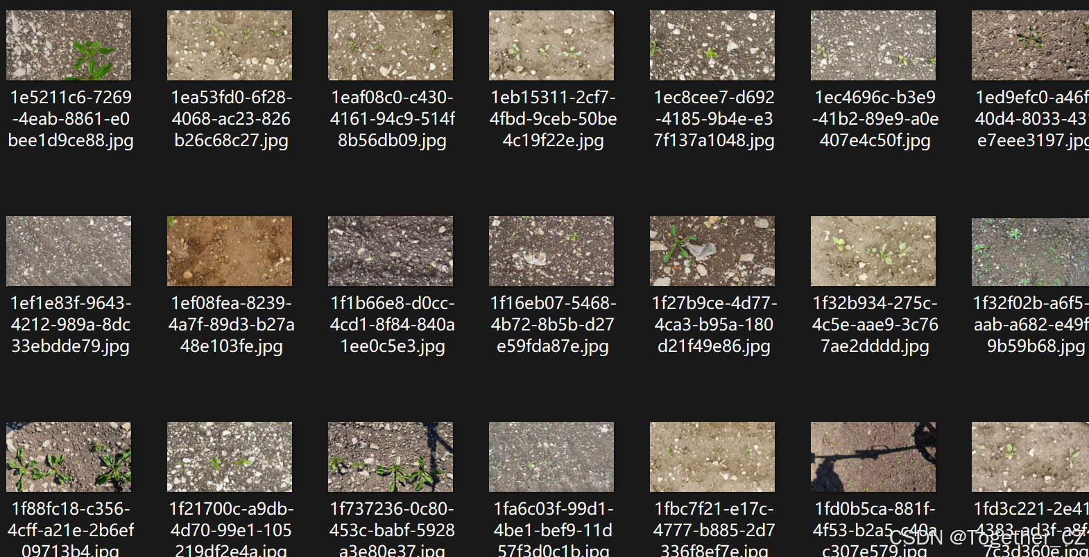 赋能现代菜田科学种植精准治理，基于YOLOv7全系列【tiny/l/x】参数模型开发构建农田种植场景下甜菜杂草智能检测识别系统-CSDN博客