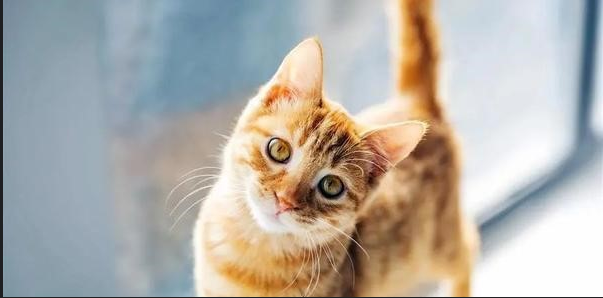 （Python）深度学习模型在onnx导出，并在onnx_runtime中进行推理（一）_python怎么导出 onnx-CSDN博客