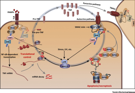 AbMole小课堂丨Zunsemetinib（ATI-450）：MK2抑制剂，在炎症、骨代谢与肿瘤耐药中的研究应用-CSDN博客