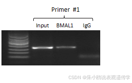 染色质免疫沉淀(ChIP)技术笔记之(4)：实验结果&示例展示_chipqpcr结果分析-CSDN博客