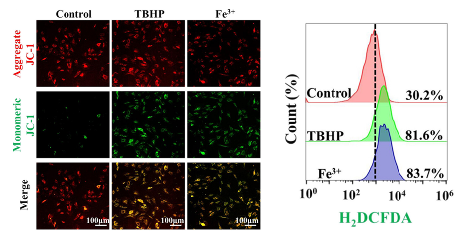 AbMole小课堂 | 如何用H2DCFDA精准检测细胞氧化应激？_h2dcfda作用时间-CSDN博客