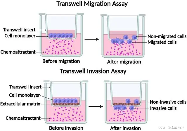 Transwell assays-CSDN博客