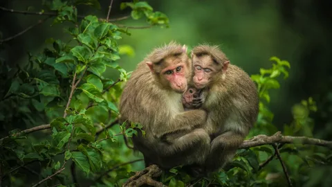 【Curl系列】 使用 Curl 发送 POST 请求的详细指南_curl -v post-CSDN博客