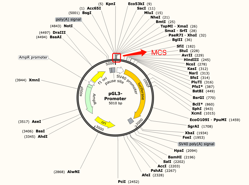 一文读懂启动子/增强子/沉默子的活性检测_pgk启动子-CSDN博客