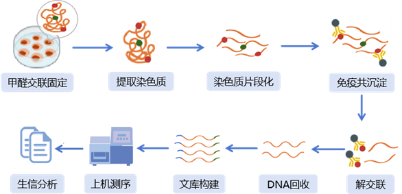 ChIP-seq还是ChIP-qPCR？如何选择？-CSDN博客
