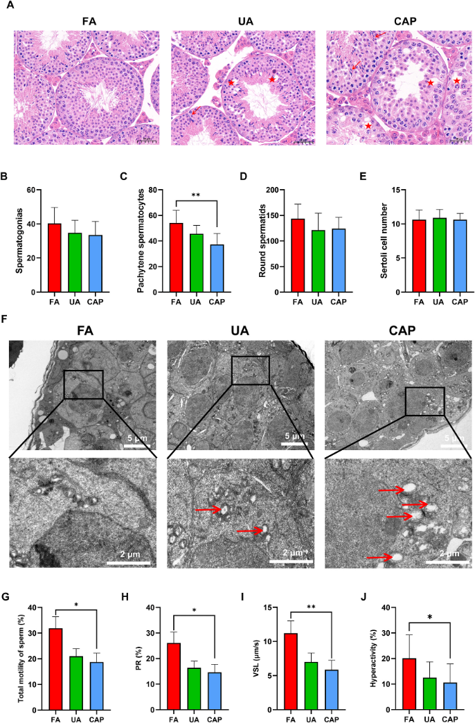 易基因：EP/IF7.3：陆军军医大学刘晋祎团队揭示PM2.5暴露通过m6A甲基化调控雄性生殖功能损伤机制｜项目文章-CSDN博客