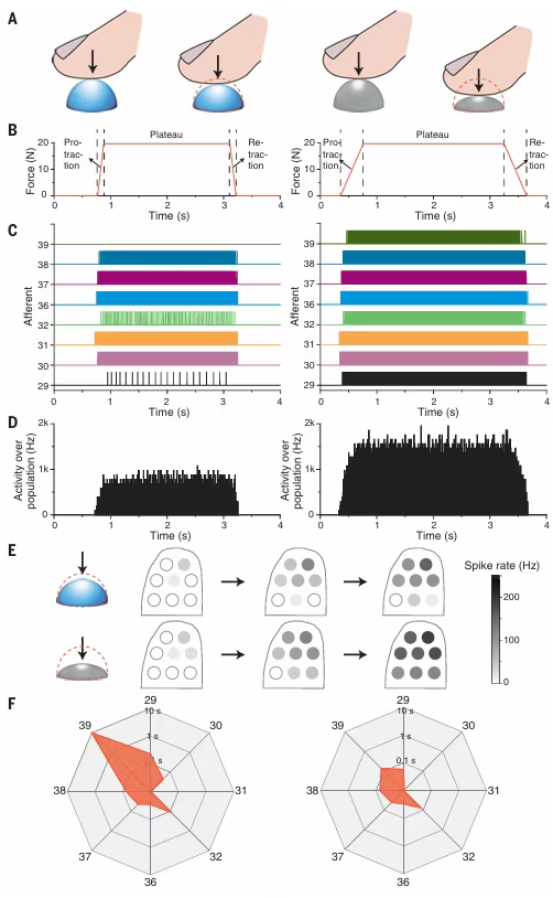Science 正刊：基于脉冲时间编码的神经拟态触觉系统实现动态物体分类_spike timing–based coding in ...