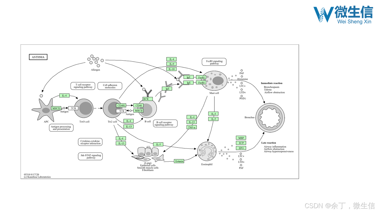 生信入门第十课：Clusterprofiler GO和KEGG富集分析R代码详解_clusterprofiler kegg-CSDN博客