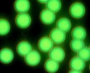Green Fluorescent PMMA Microspheres，绿色荧光修饰PMMA微球-CSDN博客