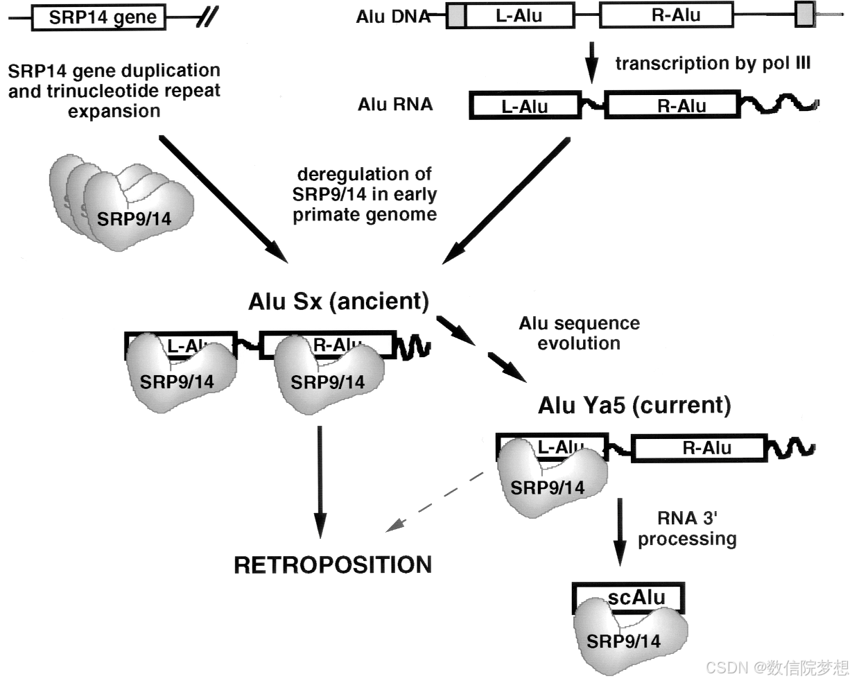 几分钟看完什么是Alu插入元件_alu元件-CSDN博客