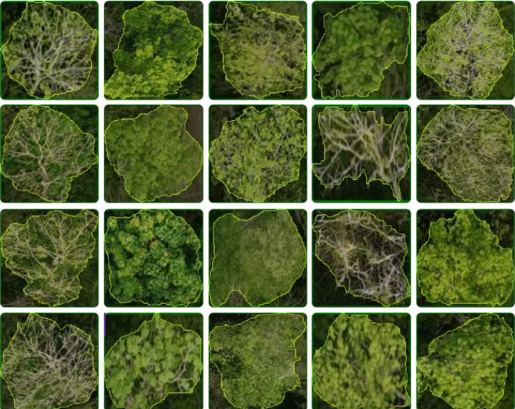 使用 U Net 进行语义分割任务 无人机树冠类分割数据集的训练 分割无人机树冠 使用 Pytorch Torchvision Coco Api无人机树冠类分割数据集下载 Csdn博客