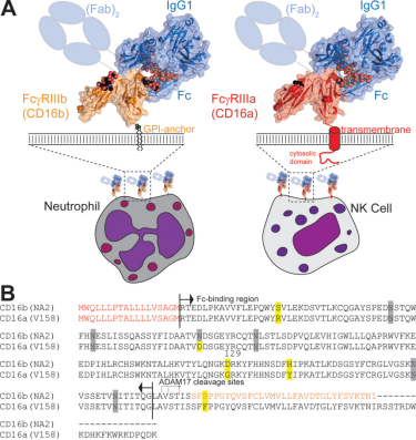 ADCC效应因子CD16-CSDN博客