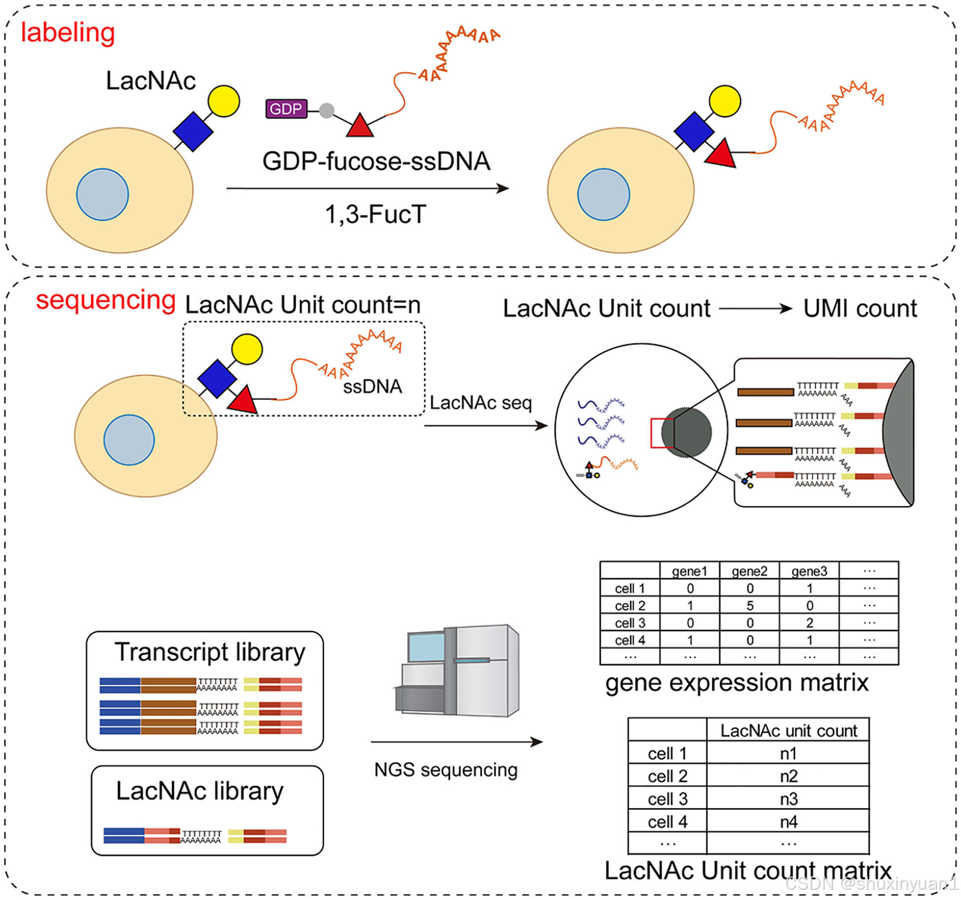 单细胞水平检测N-乙酰乳糖胺(LacNAc)的新型化学酶法与生信-CSDN博客