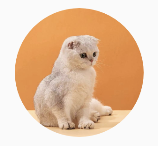 玩转ShapeableImageView：实现灵活的自定义形状与边框效果-CSDN博客