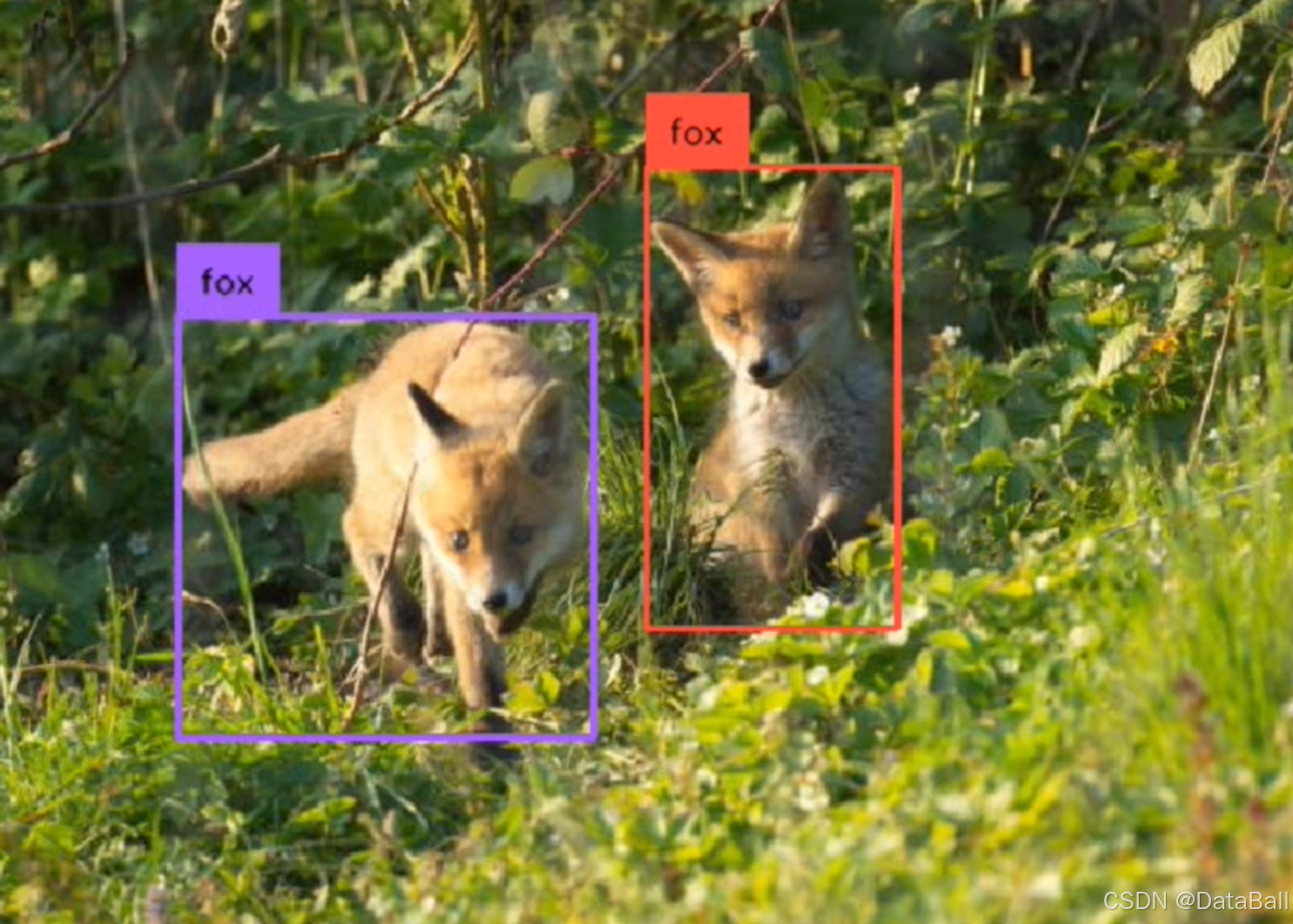 数据集-目标检测系列- 狐狸 检测数据集 fox ＞＞ DataBall_fox数据集-CSDN博客