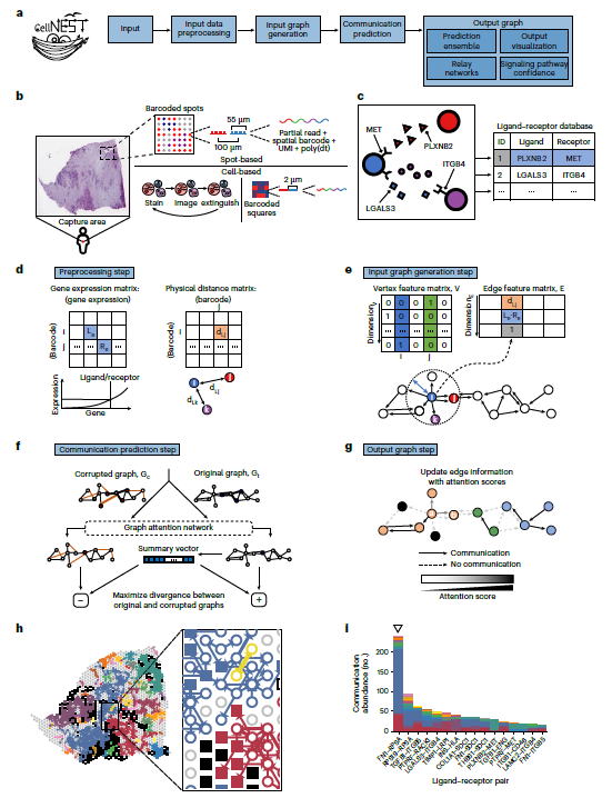 Nature Methods | CellNEST——利用注意力机制解析空间转录组中的细胞间中继网络_cellnest代码-CSDN博客