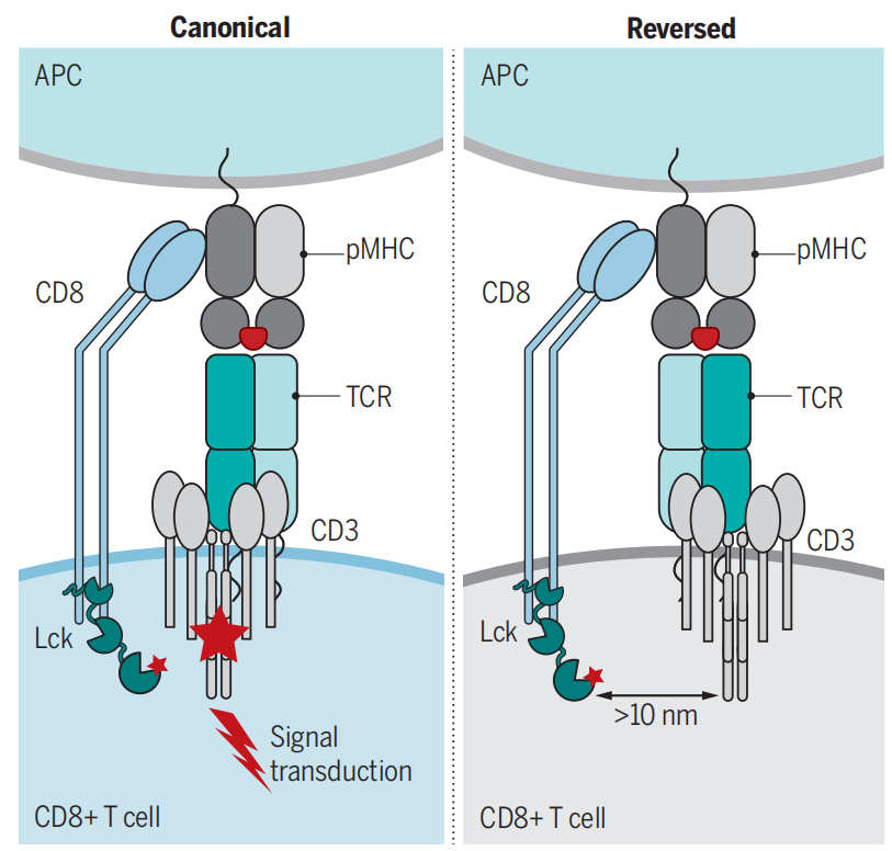 细胞毒性T细胞表面关键分子：CD8_cd8结构域-CSDN博客